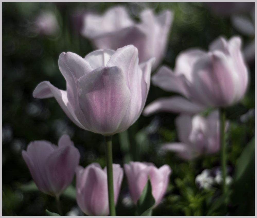 Tulpen 1 Foto & Bild | blumen, fotos, tulpen Bilder auf fotocommunity