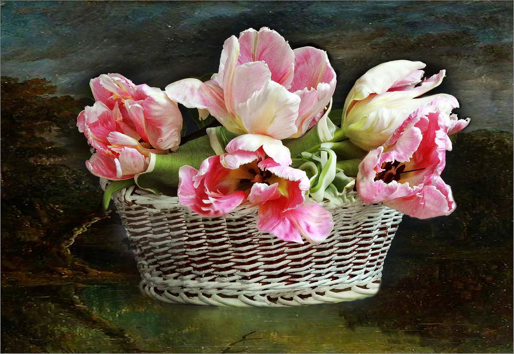 Tulpen Foto & Bild | blumen , fotos, natur Bilder auf fotocommunity