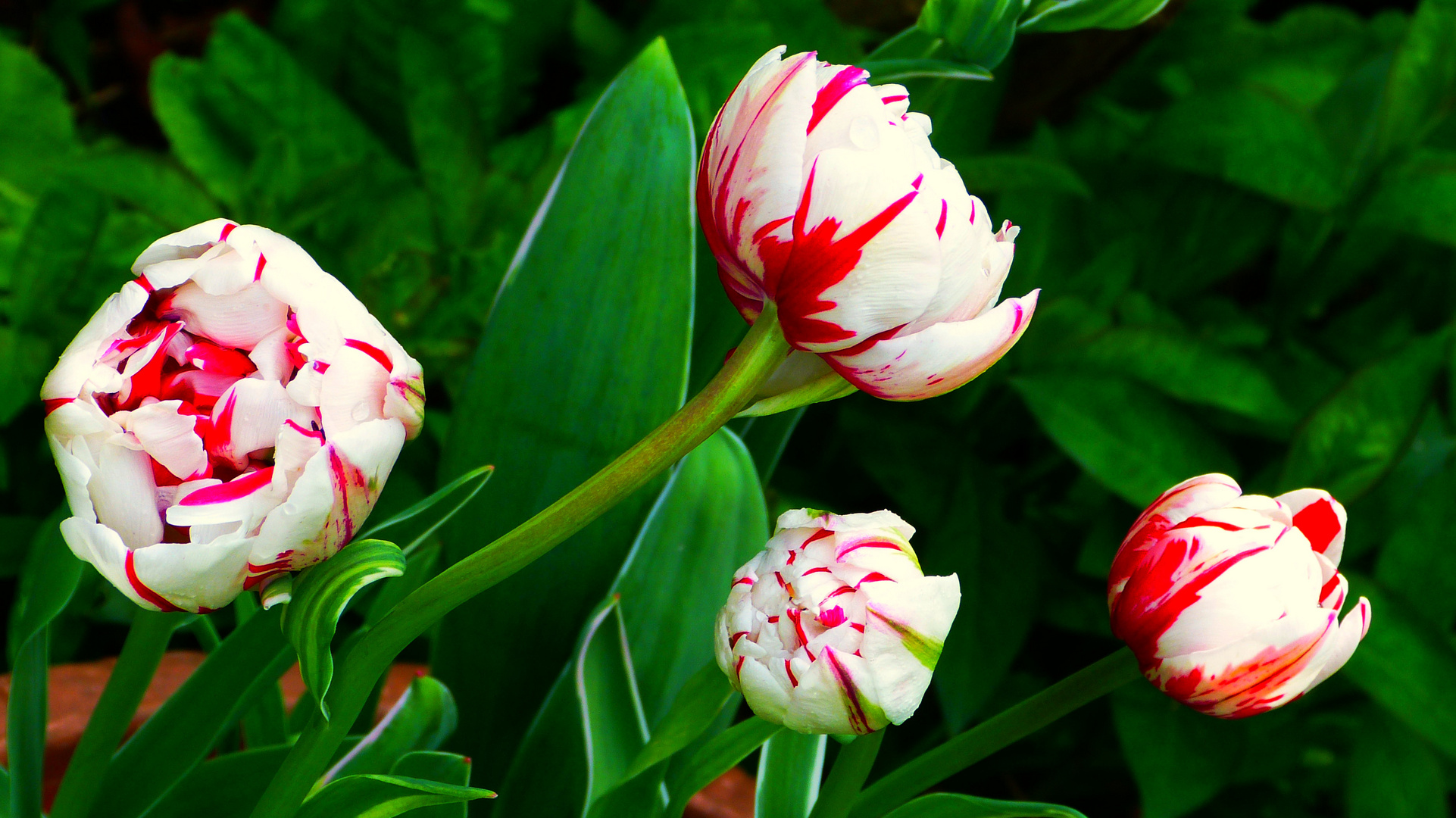 Tulpen Foto & Bild | pflanzen, pilze & flechten, blüten- & kleinpflanzen, blumen 2 Bilder auf ...