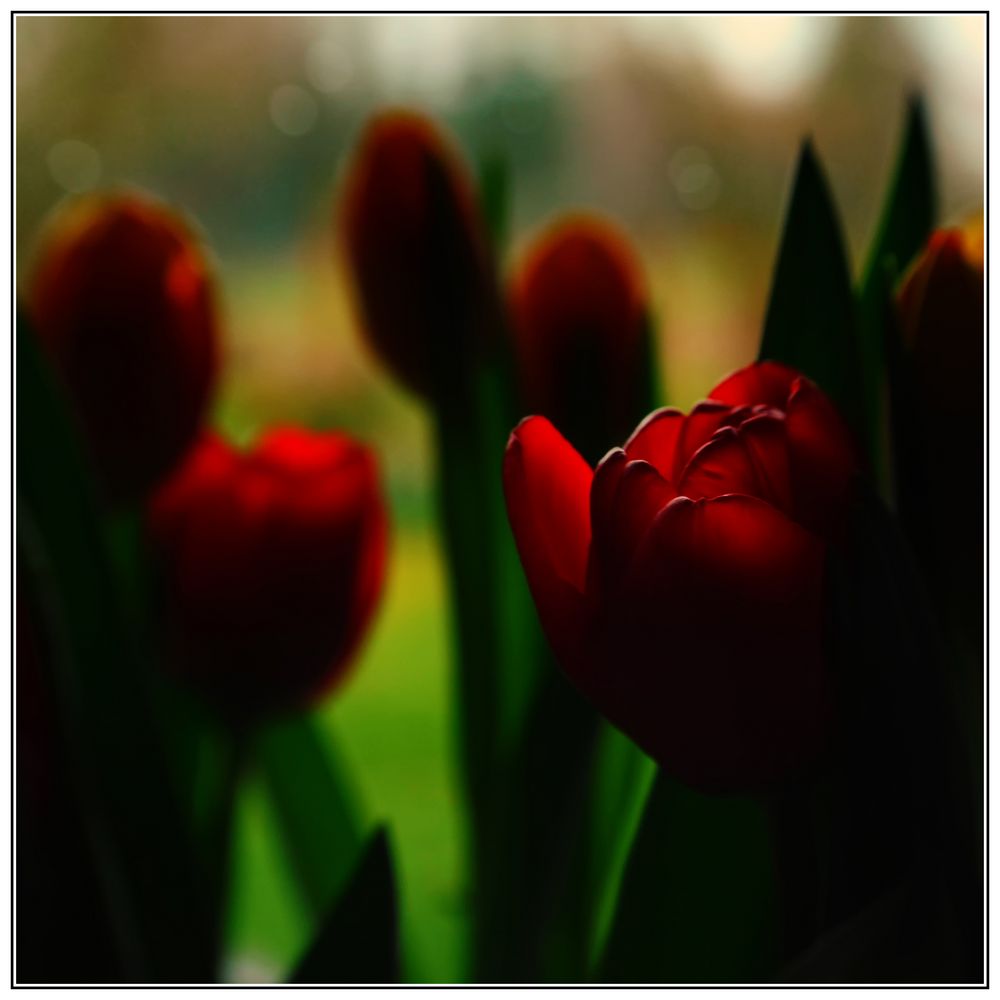 Tulpen Foto & Bild | rot, tulpen, lensbaby Bilder auf fotocommunity