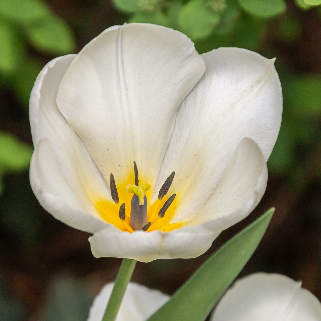 Tulpen 2 Foto & Bild | pflanzen, pilze & flechten, blüten ...