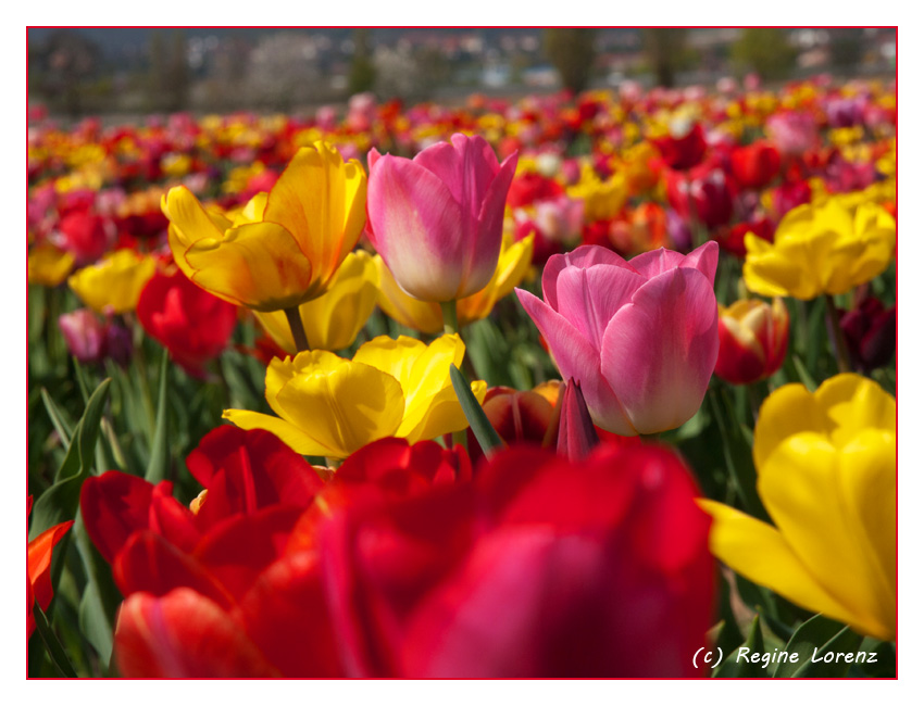 Tulpen Foto & Bild | jahreszeiten, frühling, natur Bilder auf fotocommunity