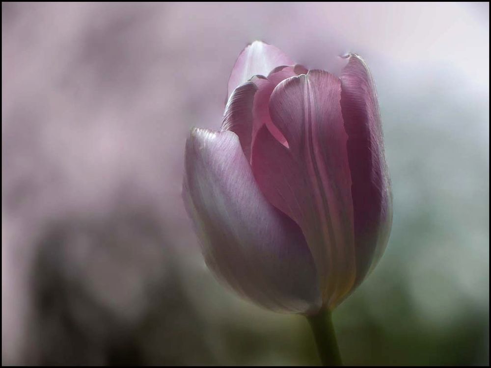 Tulpen... Foto & Bild | jahreszeiten, frühling, fotokunst Bilder auf fotocommunity