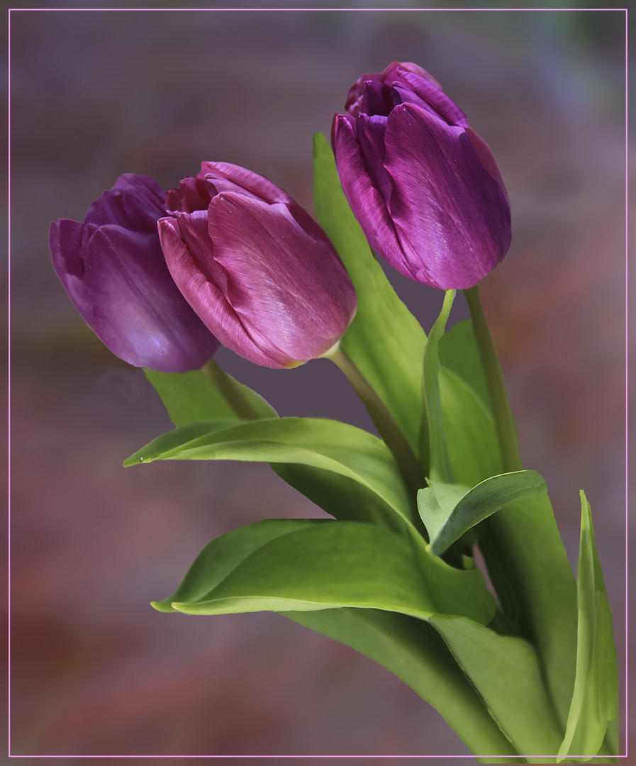 Tulpen Foto & Bild | natur, stillleben, blumen Bilder auf fotocommunity