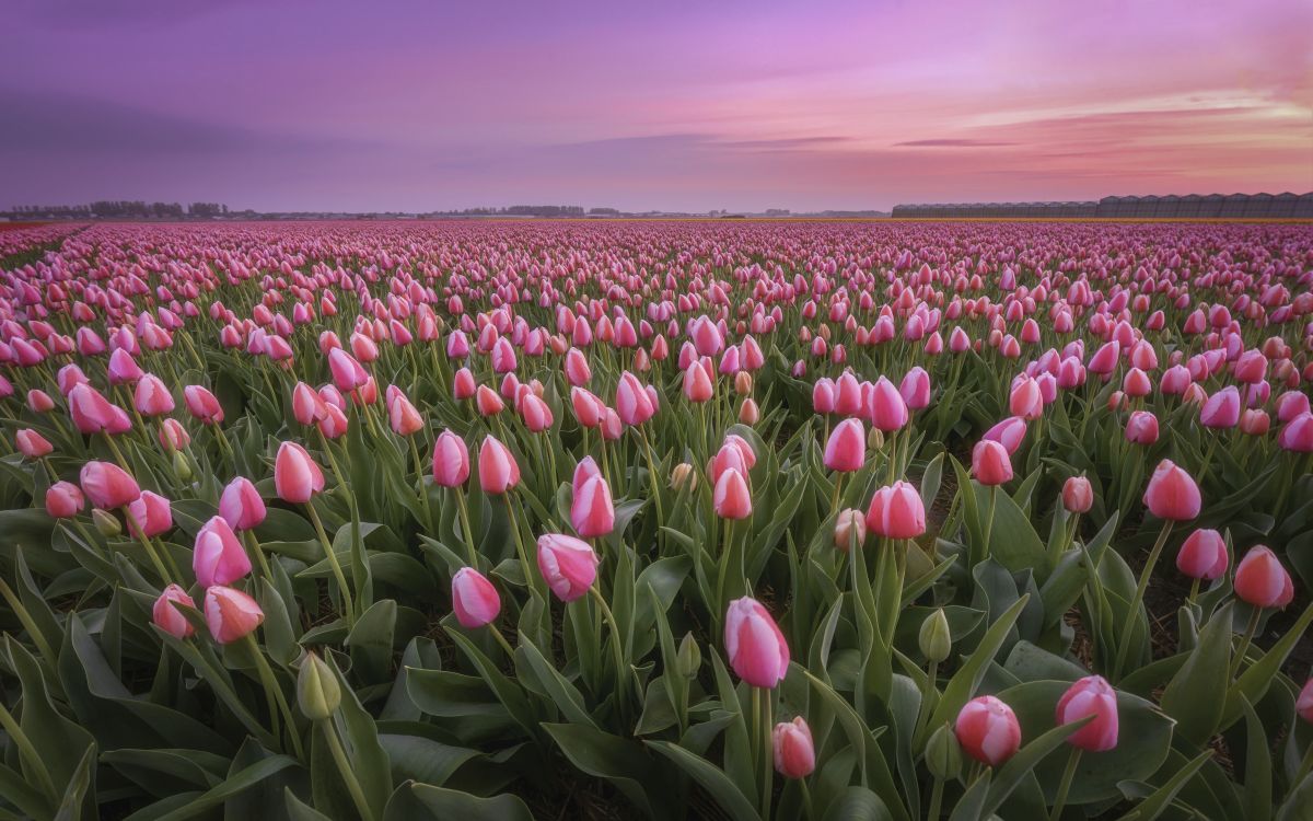 Tulpen Foto & Bild | monatswettbewerbe, foto des jahres 22 sehnsucht, tulpen Bilder auf ...