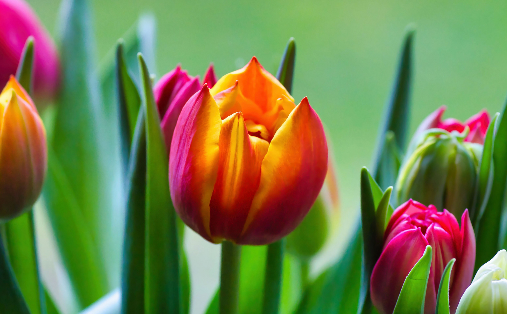 Tulpen Foto & Bild | pflanzen, pilze & flechten, blüten- & kleinpflanzen, tulpen Bilder auf ...