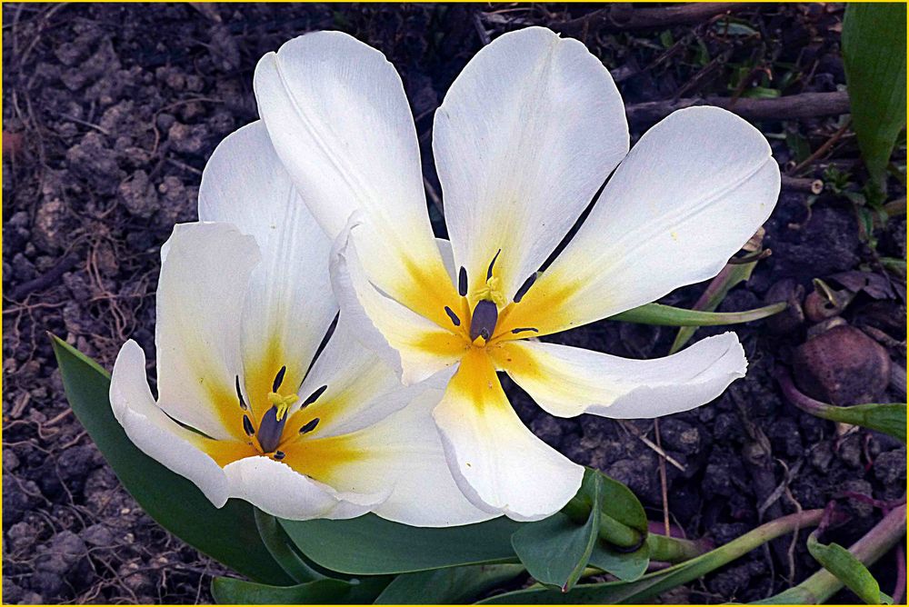 Tulpen Foto & Bild | natur Bilder auf fotocommunity