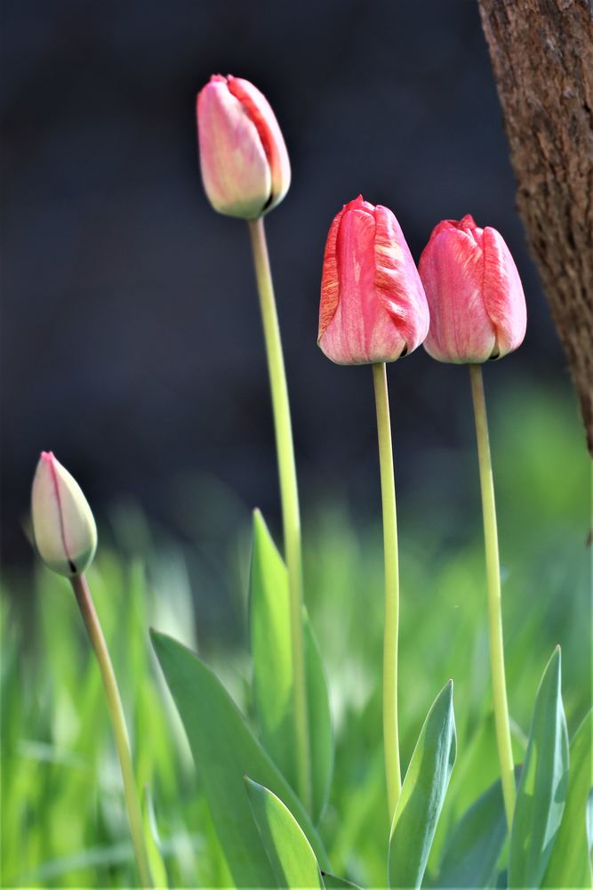 Tulpen Foto & Bild | pflanzen, pilze & flechten, blüten- & kleinpflanzen, gartenpflanzen und ...