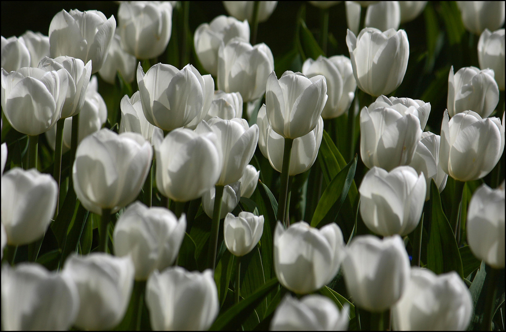 [tulpen] Foto & Bild | pflanzen, pilze & flechten, blüten ...