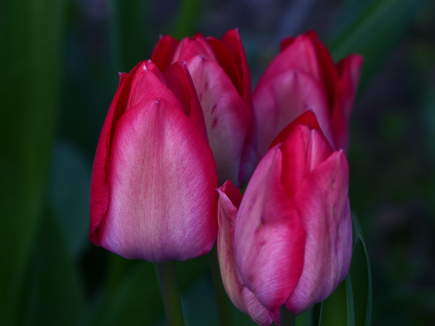 TULPEN Foto & Bild | pflanzen, pilze & flechten, blüten- & kleinpflanzen, tulpen Bilder auf ...