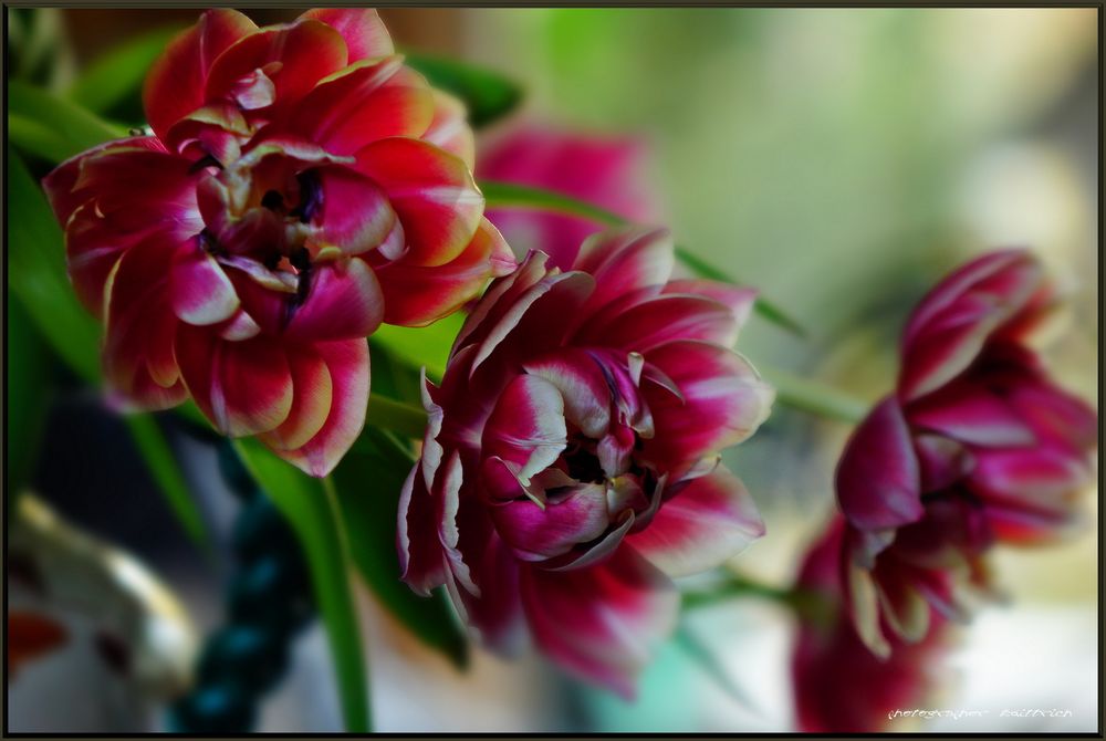 Tulpen.... Foto & Bild | projekte, natur-tabletop, natur-kreativ Bilder auf fotocommunity