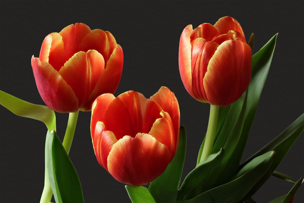 Tulpen! Foto & Bild | rot, makro, tulpen Bilder auf fotocommunity