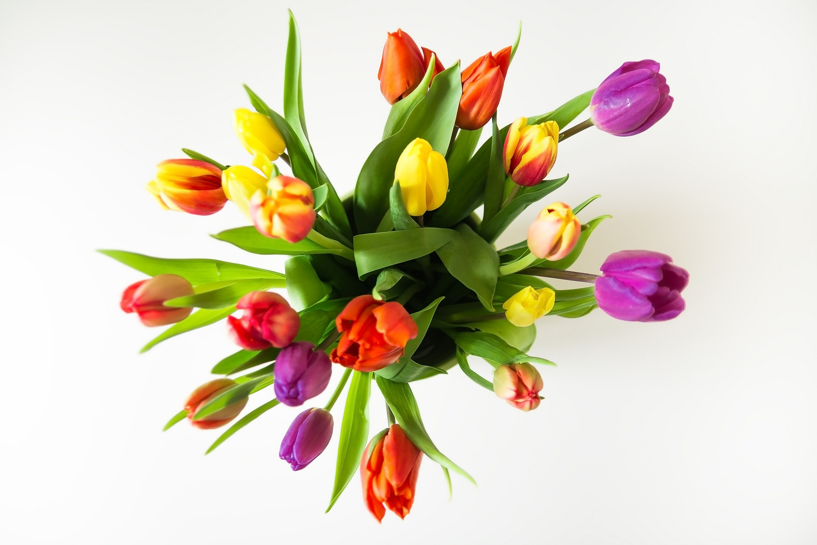 Tulpen Foto & Bild | fotos, tulpen, frühling Bilder auf fotocommunity