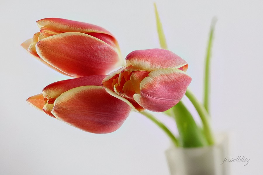 Tulpen! Foto & Bild | rot, makro, winter Bilder auf fotocommunity