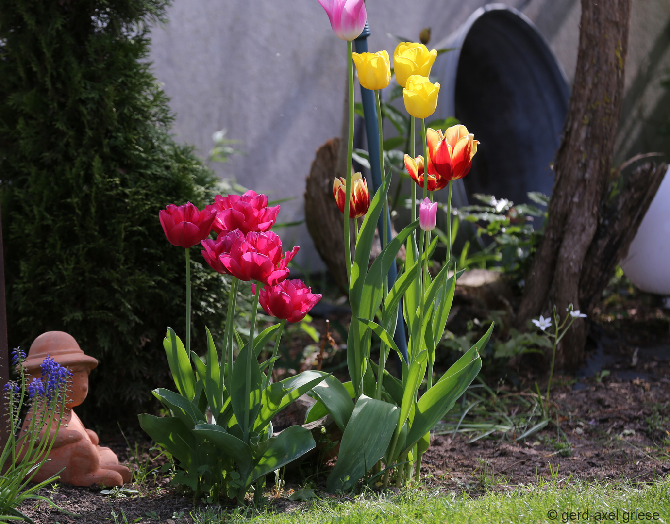 Tulpen # 7665 Foto & Bild | available light, natur, pflanzen Bilder auf ...