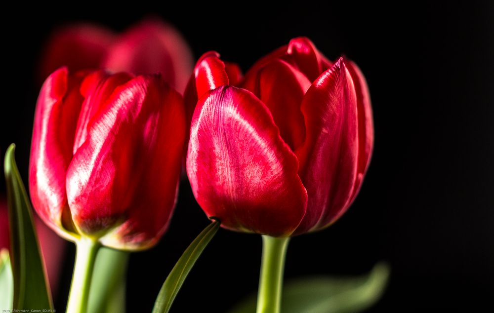 Tulpen Foto & Bild | pflanzen, pilze & flechten, blüten ...