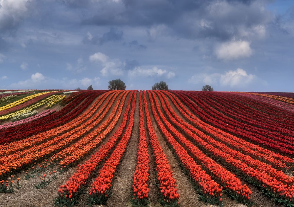 Tulpen Foto & Bild | jahreszeiten, frühling, landschaften Bilder auf fotocommunity