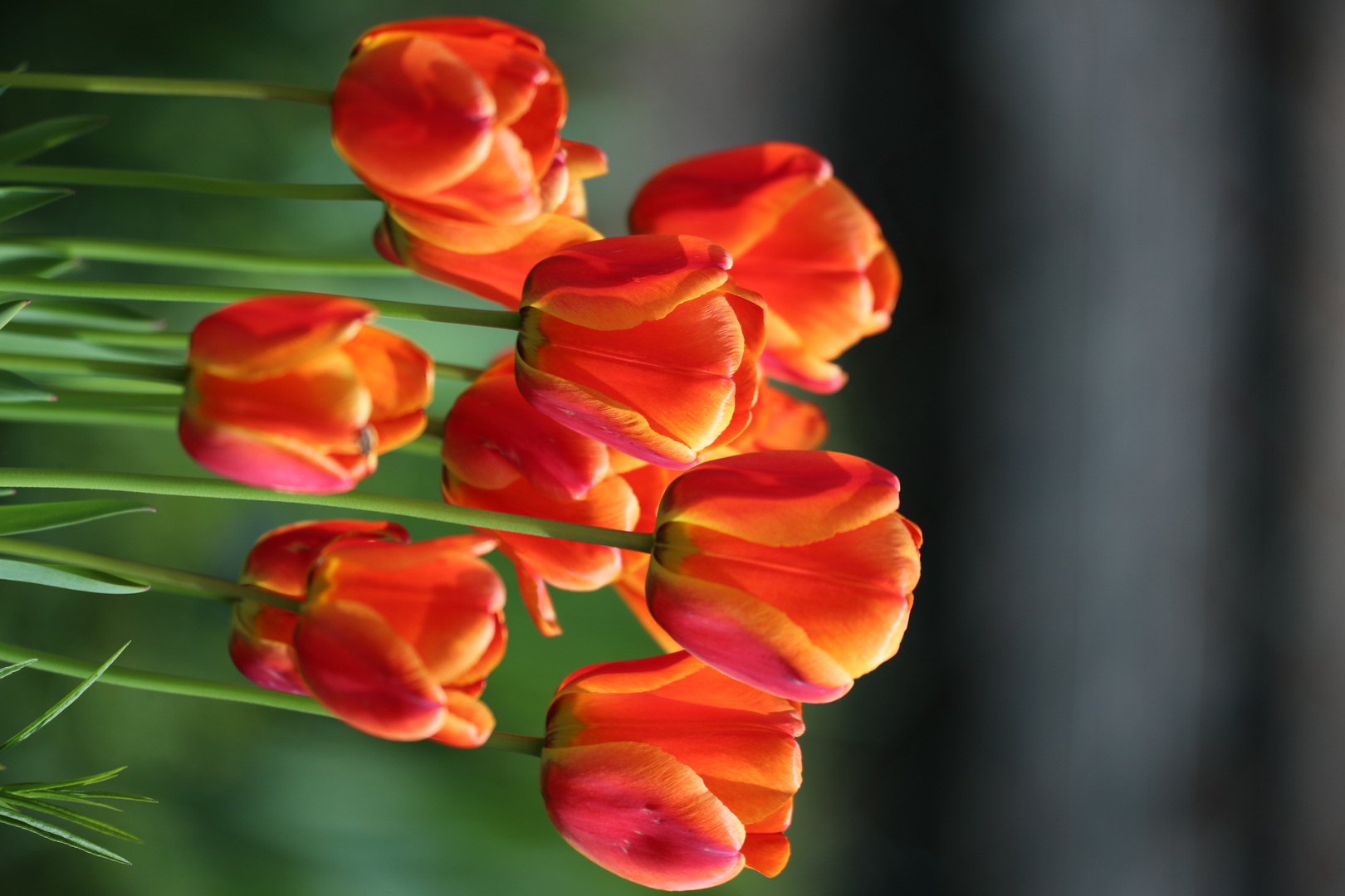 Tulpen Foto & Bild | pflanzen, pilze & flechten, blüten- & kleinpflanzen, im garten Bilder auf ...