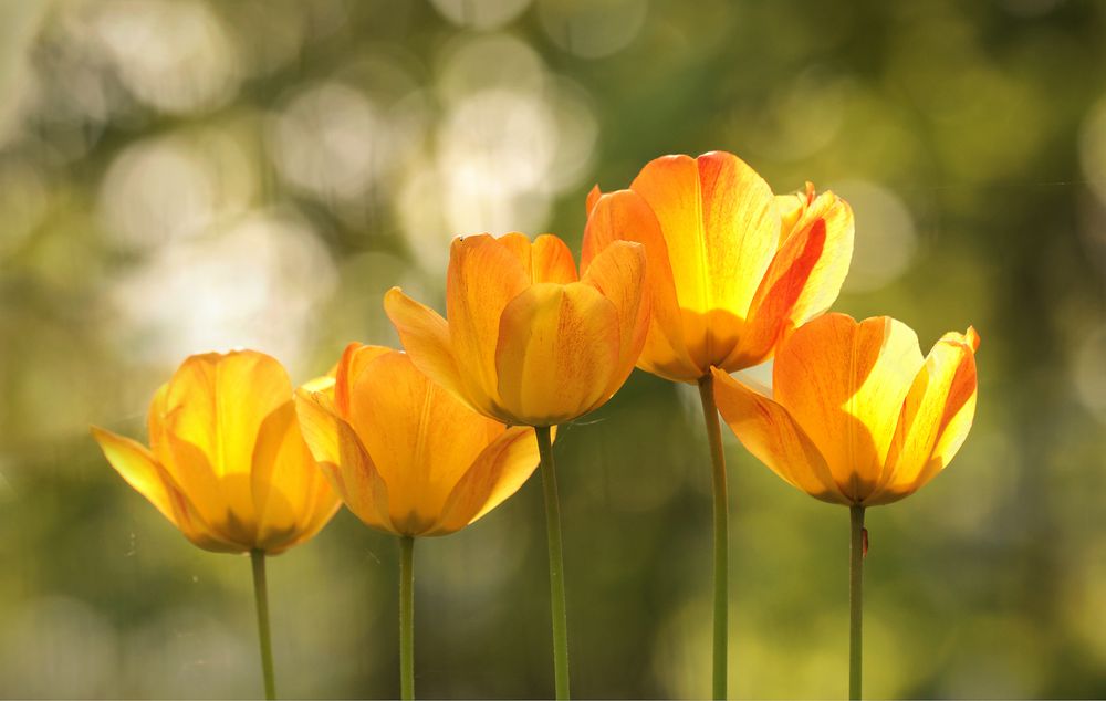 Tulpen ... Foto & Bild | tulpen, frühling, natur Bilder auf fotocommunity