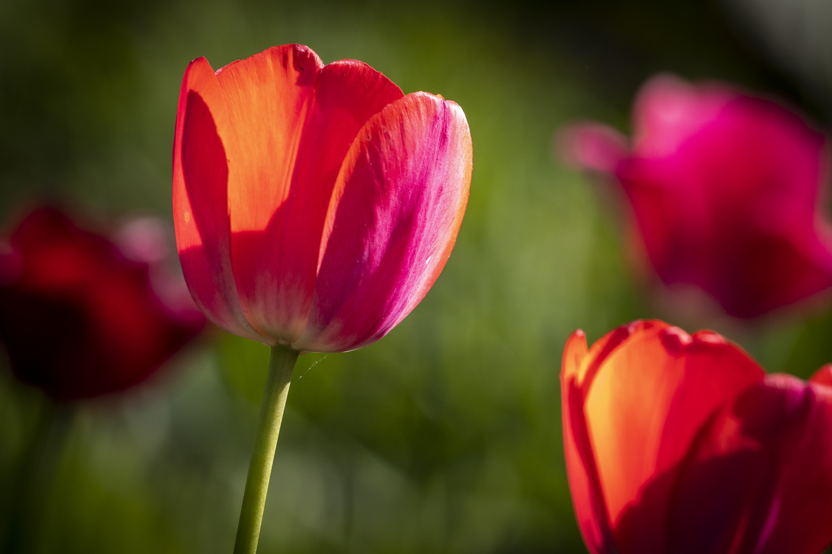 Tulpen Foto & Bild | pflanzen, pilze & flechten, blüten- & kleinpflanzen, jahreszeiten Bilder ...