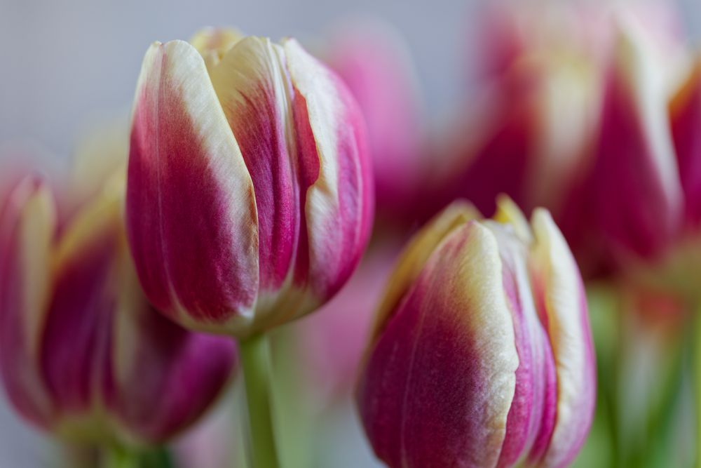 Tulpen Foto & Bild | spezial, tulpen, frühling Bilder auf fotocommunity