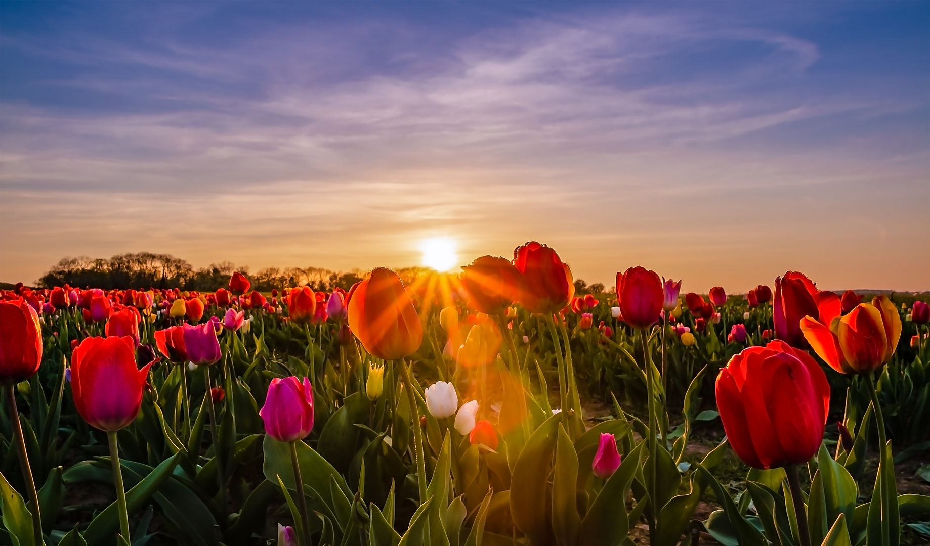 Tulpen Foto & Bild | fotos, sunset, sonnenuntergang Bilder auf fotocommunity