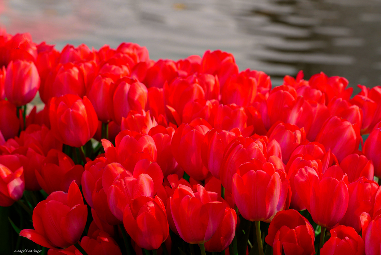 Tulpen am Wasser Foto & Bild | rot, tulpen, natur Bilder auf fotocommunity