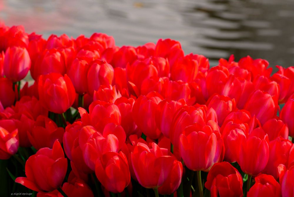 Tulpen am Wasser Foto & Bild | rot, tulpen, natur Bilder auf fotocommunity