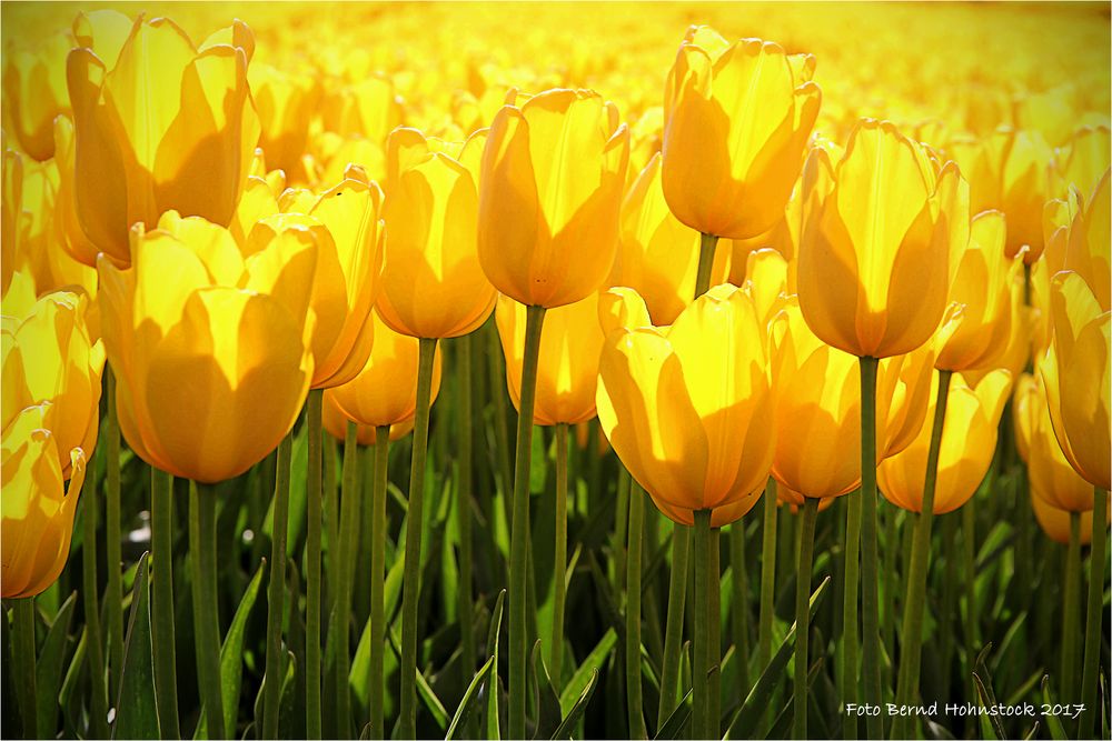 Tulpen aus Amsterdam ..... Foto & Bild | tulpen, gelb, blumen Bilder auf fotocommunity