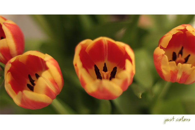 Tulpen aus Amsterdam... Foto & Bild | pflanzen, pilze & flechten, blüten- & kleinpflanzen ...