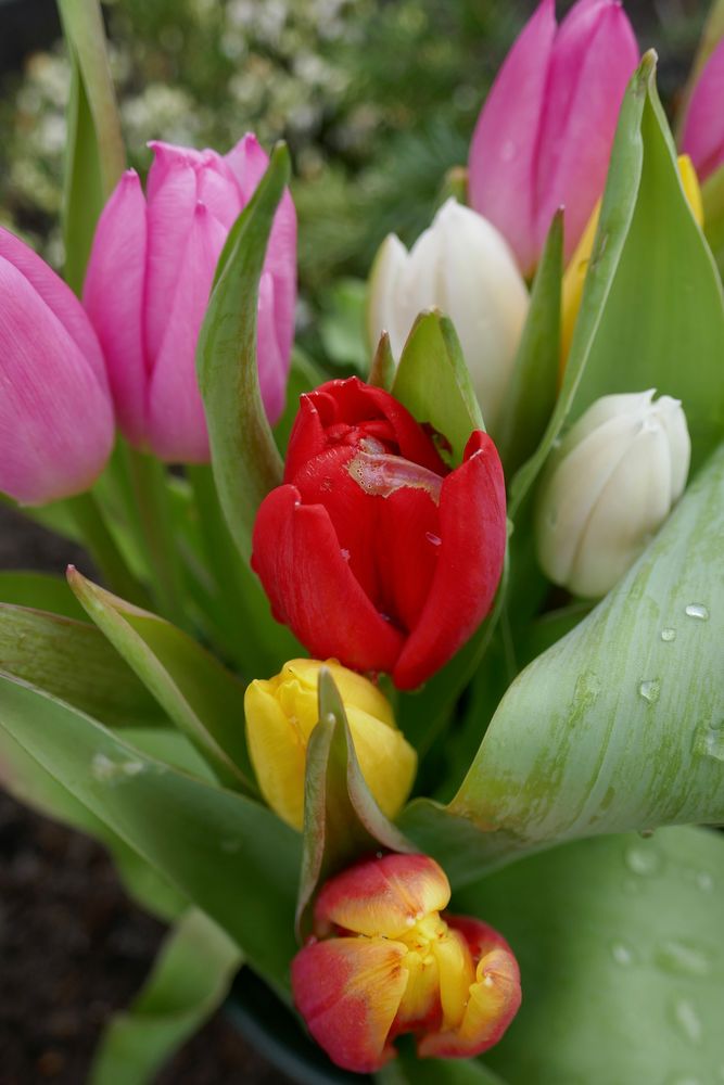 Tulpen aus Amsterdam… Foto & Bild | pflanzen, pilze & flechten, blüten- & kleinpflanzen ...