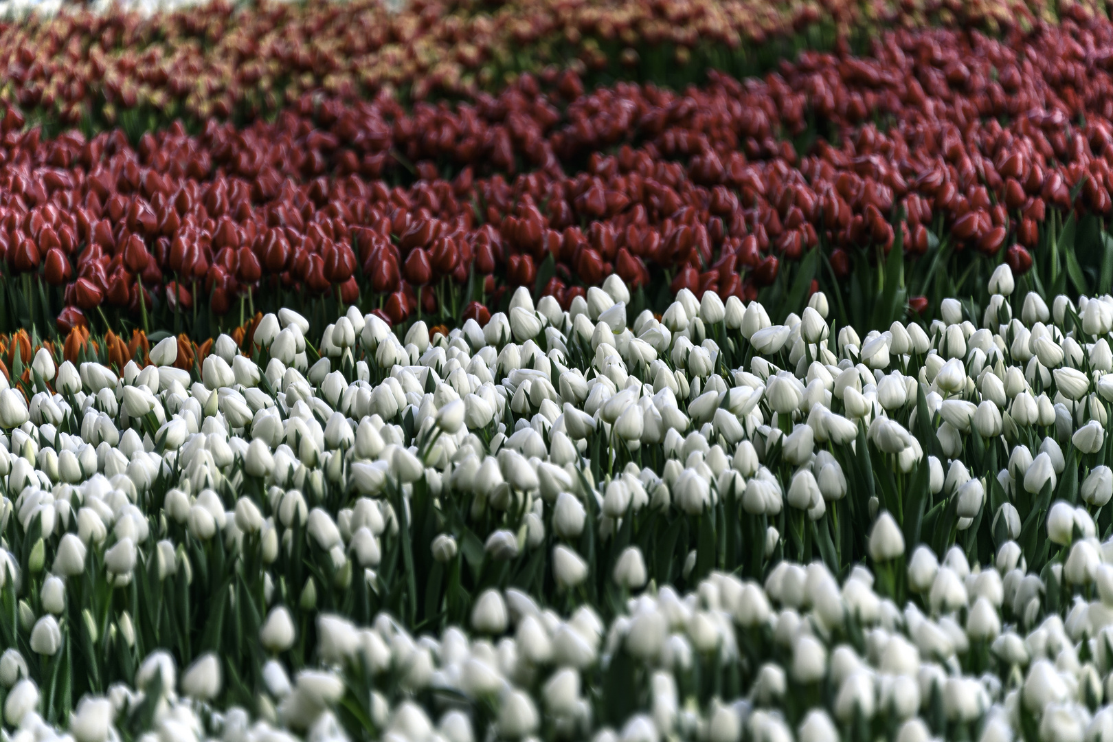 Tulpen aus Amsterdam....... Foto & Bild | city, januar, winter Bilder auf fotocommunity