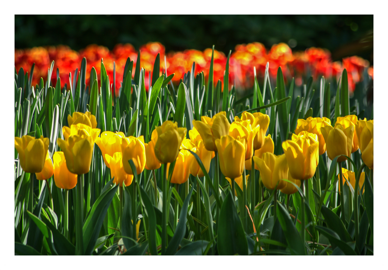 "Tulpen aus Amsterdam?" Foto & Bild | pflanzen, pilze & flechten, blüten- & kleinpflanzen ...