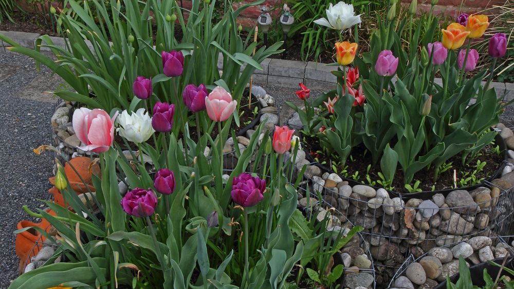 Tulpen aus Amsterdam sind es nicht aber ein Frühlingsgruß aus dem Garten... Foto & Bild | tulpen ...