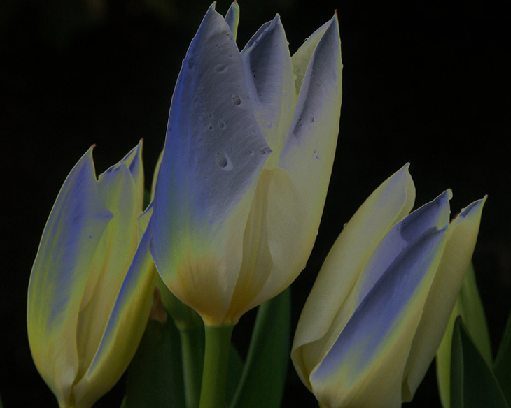 Tulpen aus Holland ? Foto & Bild | verfremdung (geschl.), x-archiv, digiart Bilder auf fotocommunity