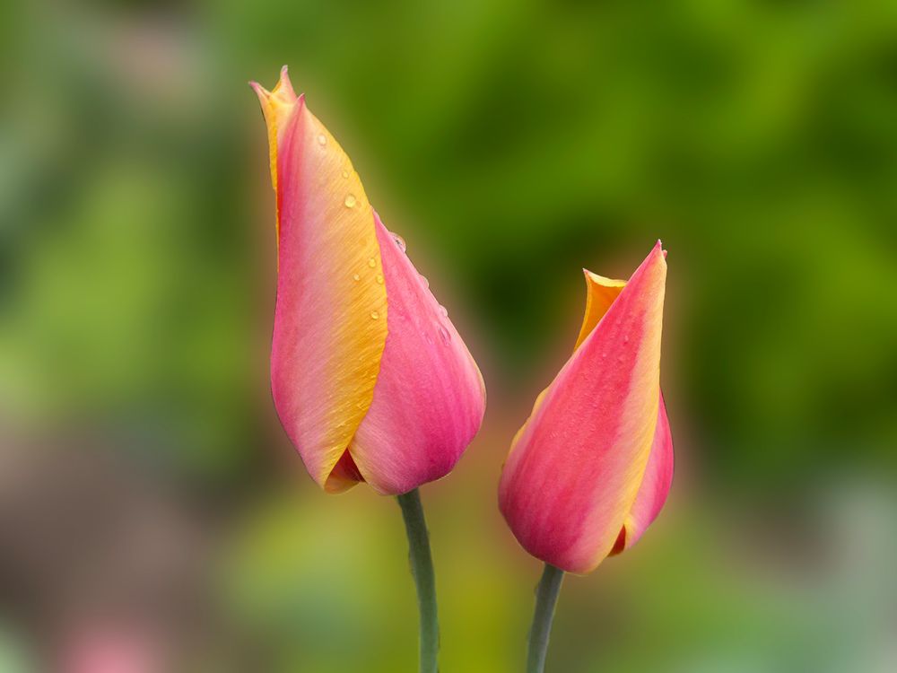Tulpen aus meinem Garten Foto & Bild | sonstiges, naturkunst, gestalten mit blumen Bilder auf ...
