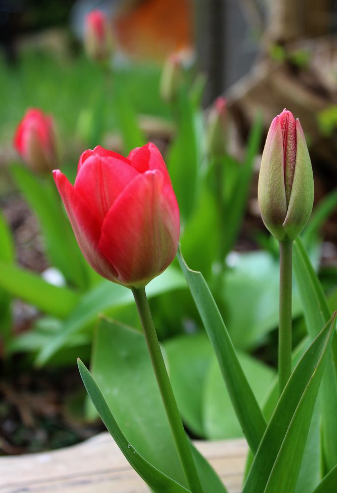 Tulpen ... Foto & Bild | outdoor, grün, tulpen Bilder auf fotocommunity