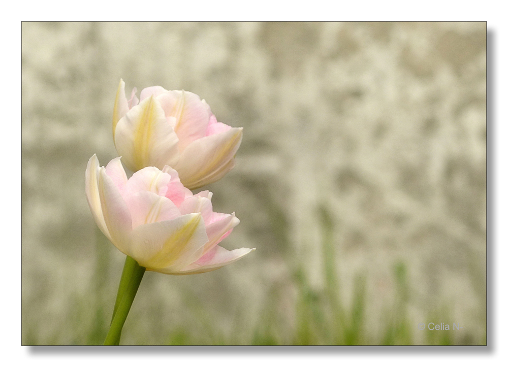 Tulpen Foto & Bild | tulpen, frühblüher, frühlingsblumen Bilder auf fotocommunity
