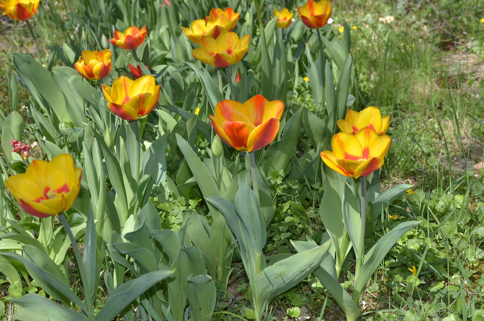 Tulpen Foto & Bild | pflanzen, blüten Bilder auf fotocommunity