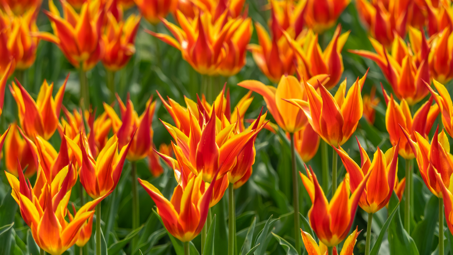 Tulpen Foto & Bild | park, tulpen, frühling Bilder auf fotocommunity