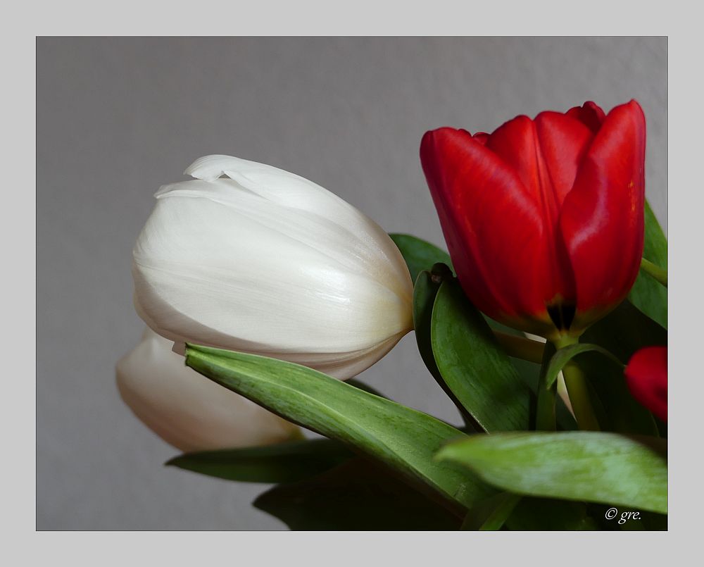 Tulpen Foto & Bild | jahreszeiten, frühling, pflanzen u. s.w. Bilder auf fotocommunity