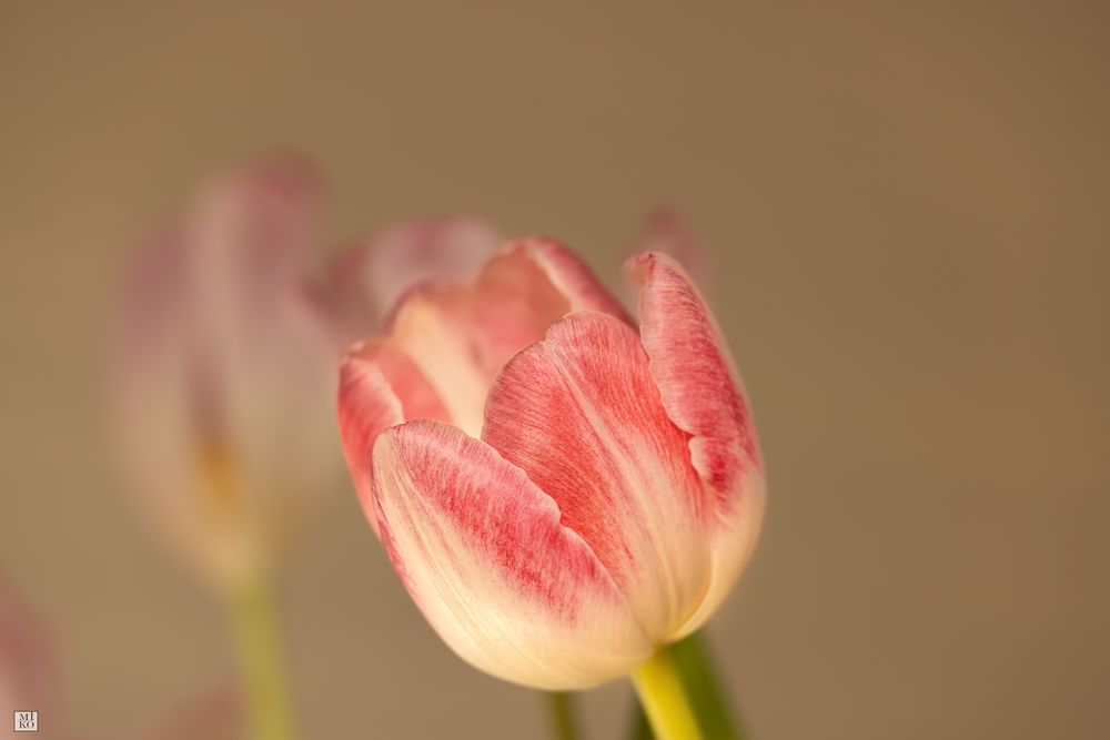 Tulpen Foto & Bild | pflanzen, pilze & flechten, blüten- & kleinpflanzen, natur-makros Bilder ...