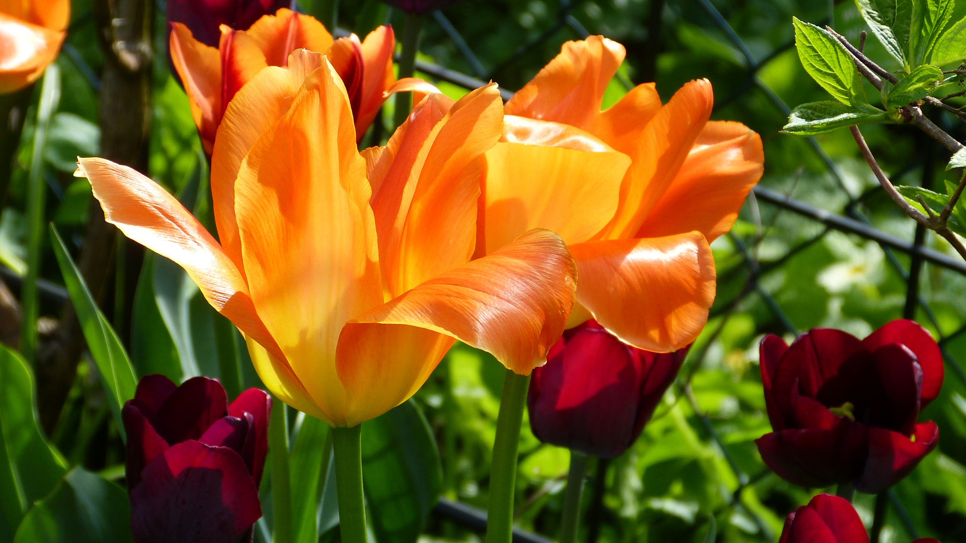 Tulpen Foto & Bild | projekte, mittwochsblümchen, thementage Bilder auf ...