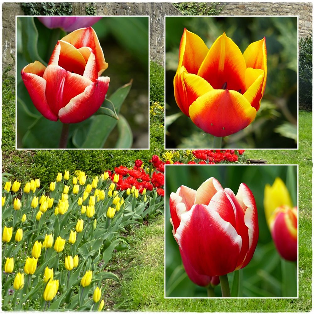 TULPEN Foto & Bild | spezial, rot, tulpen Bilder auf fotocommunity