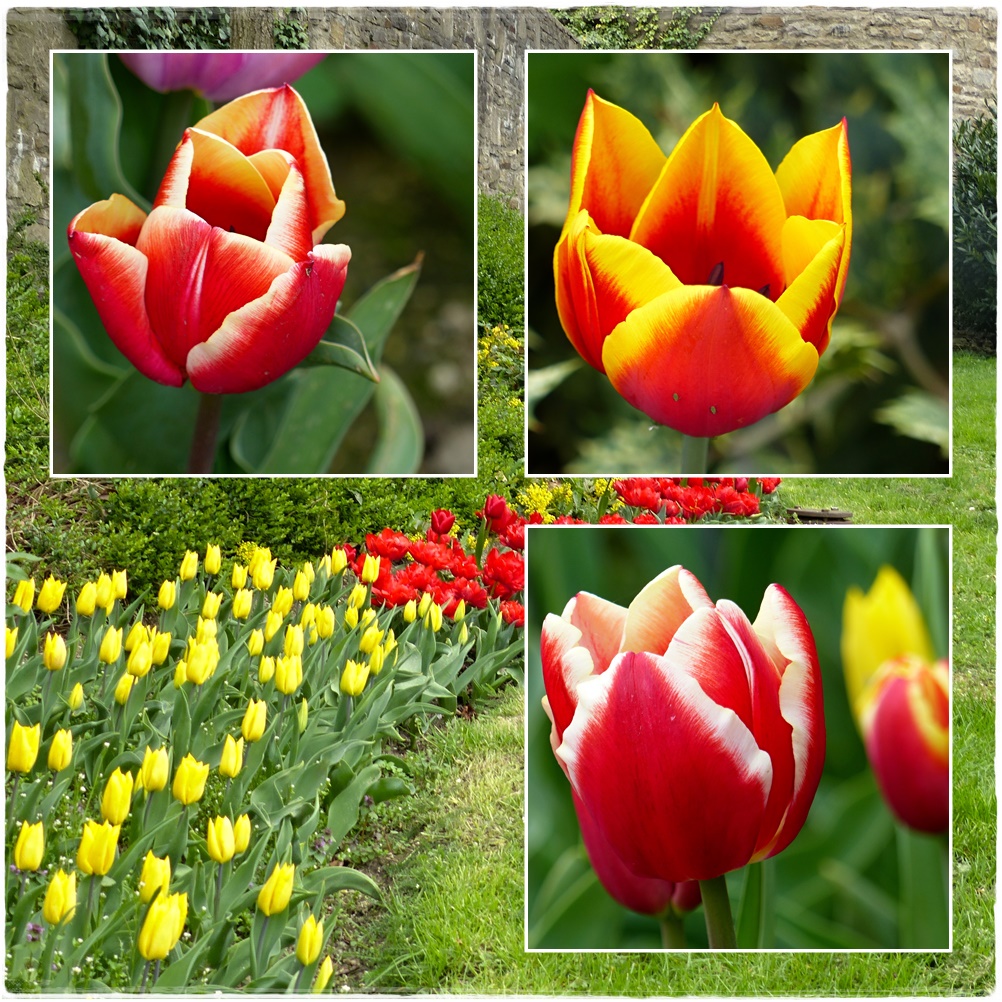 TULPEN Foto & Bild | spezial, rot, tulpen Bilder auf fotocommunity