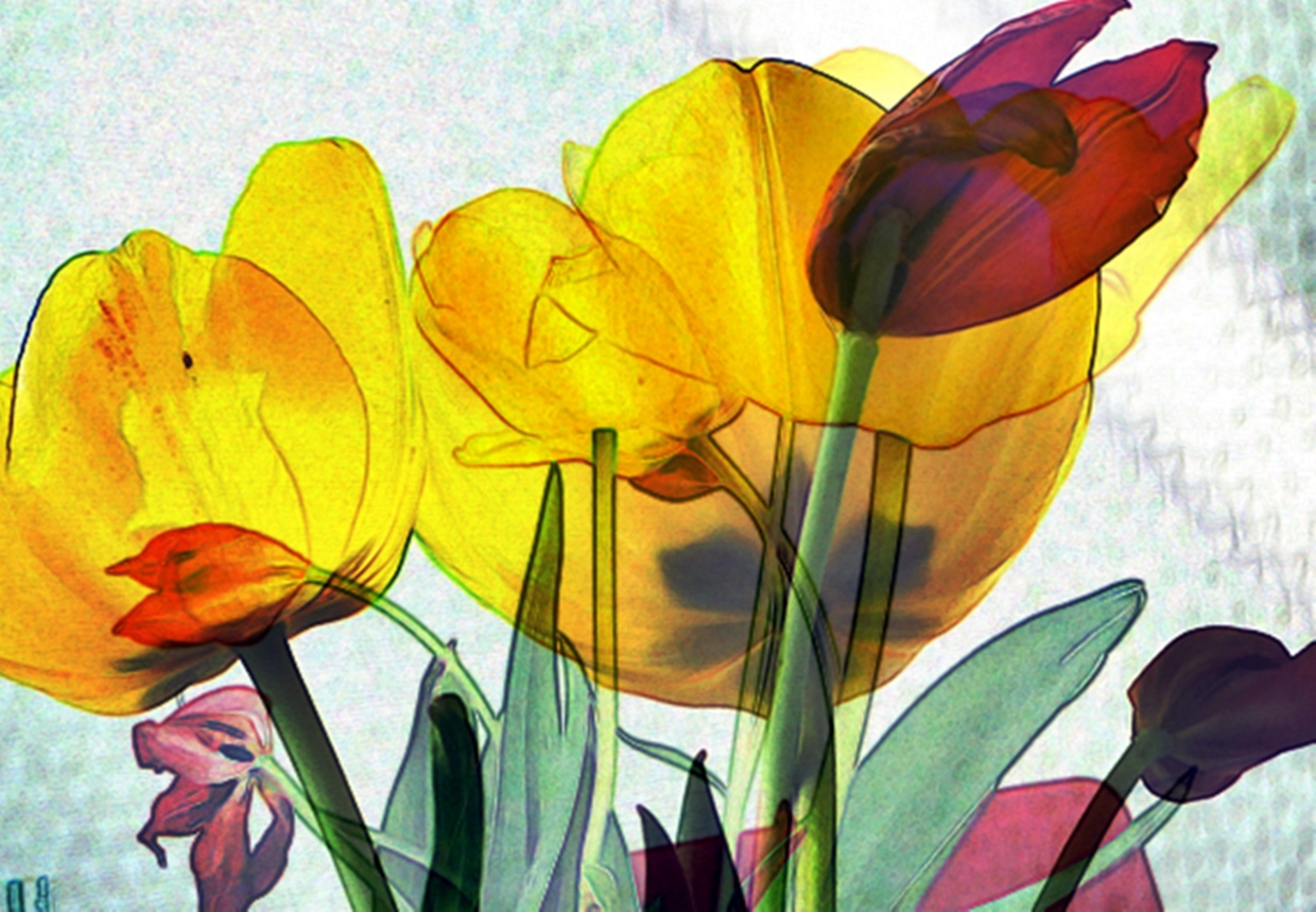 Tulpen Foto & Bild | digiart, motive Bilder auf fotocommunity