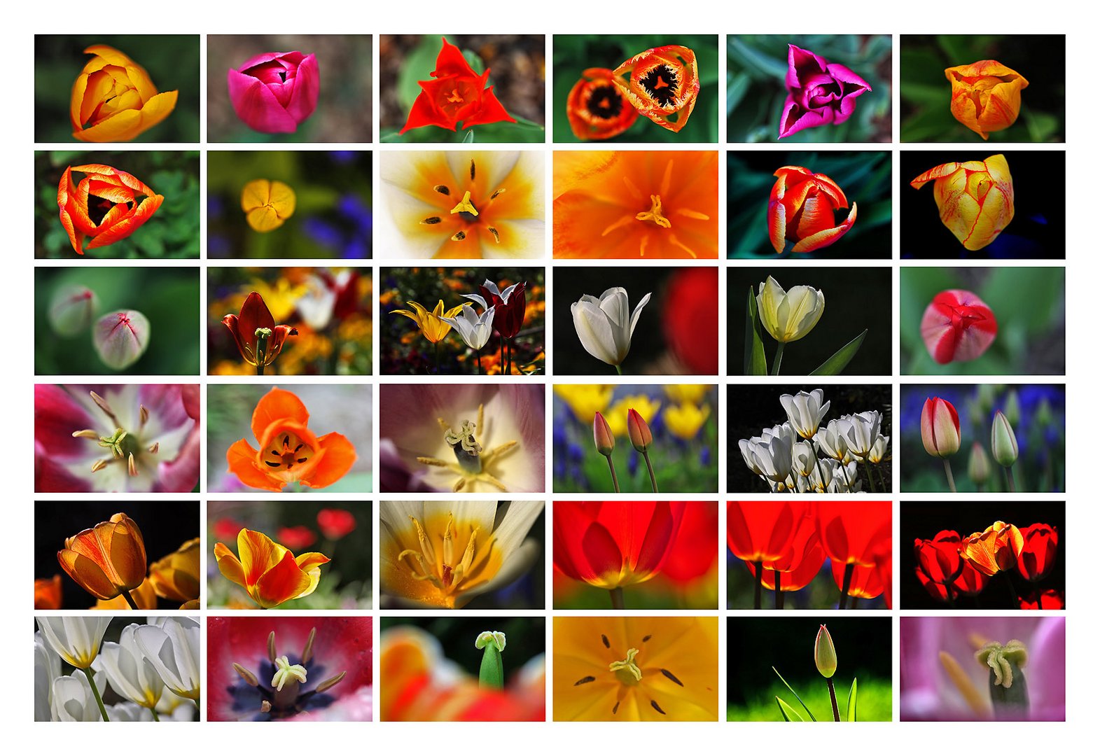 Tulpen-Collection Foto & Bild | pflanzen, pilze & flechten, blüten- & kleinpflanzen ...
