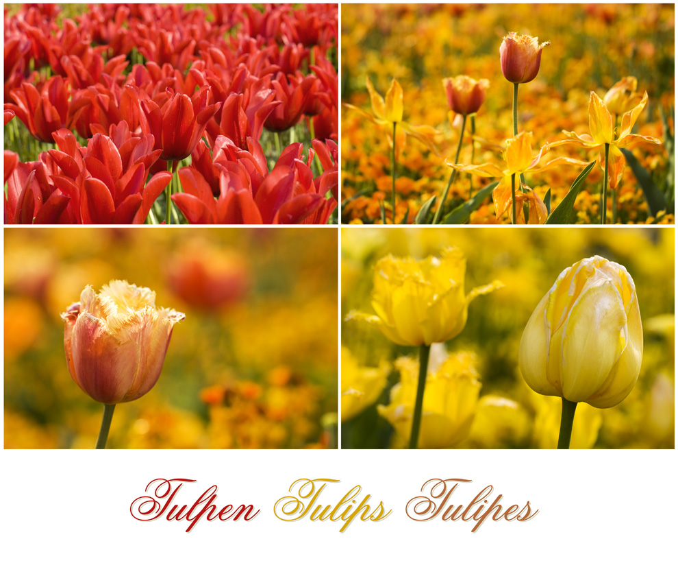 Tulpen Foto & Bild | pflanzen, pilze & flechten, blüten- & kleinpflanzen, gartenpflanzen und ...
