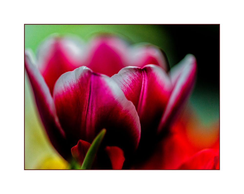 Tulpen Foto & Bild | fotos, spezial, dokumentation Bilder auf fotocommunity