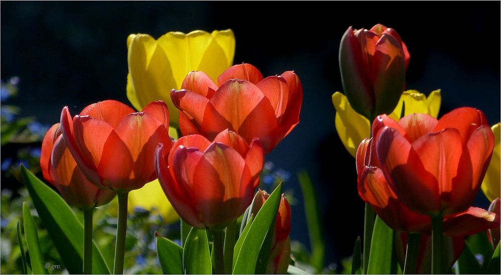 Tulpen Foto & Bild | jahreszeiten, frühling, pflanzen u. s.w. Bilder auf fotocommunity
